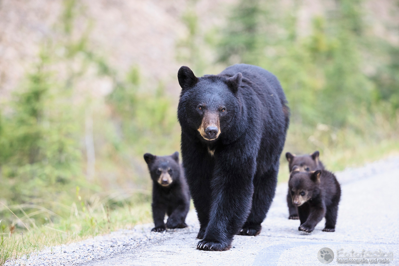 Amerikanischer Schwarzbär (Ursus americanus), Mutter mit Jungtieren